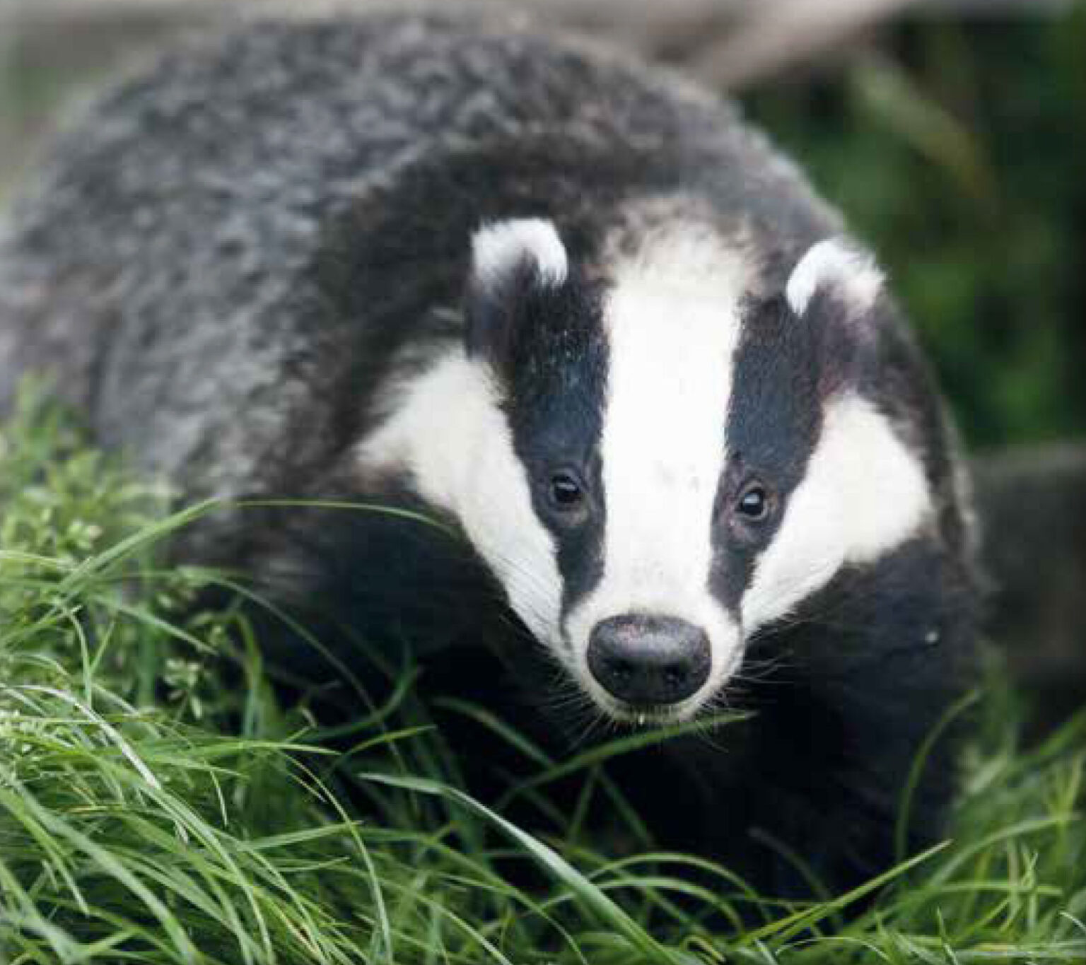 Dachs – Tierpark.at