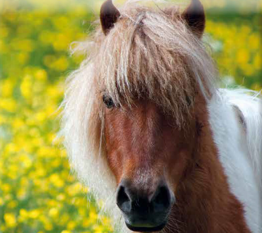 Hauspferd-Pony – Tierpark.at
